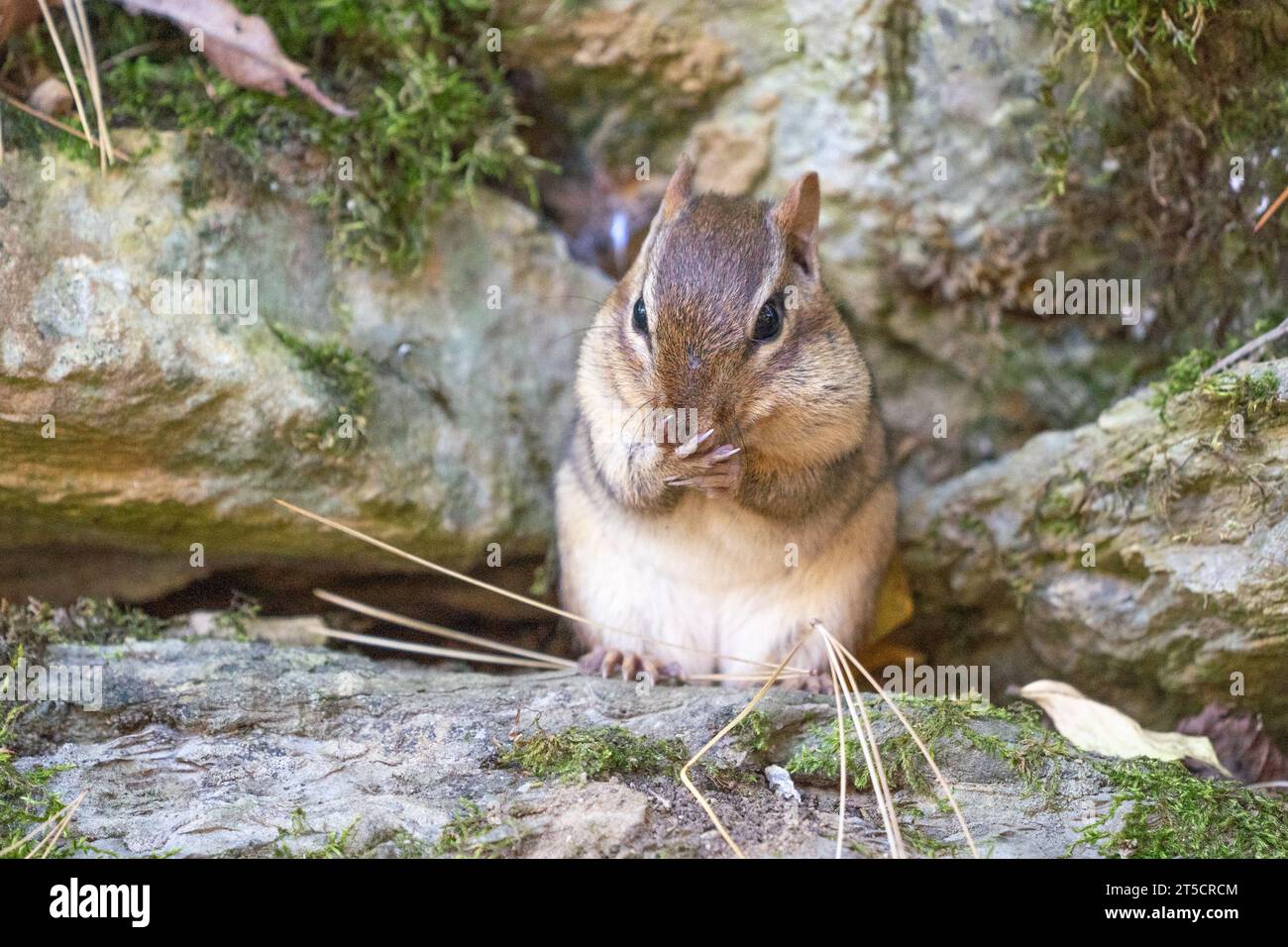 Cute little Eastern Chipmunk in autumn leaves washes his face Stock ...