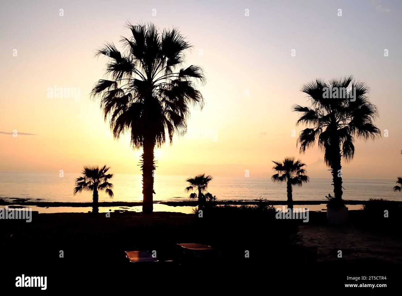 Sunset through Palm Trees in Cyprus Stock Photo - Alamy