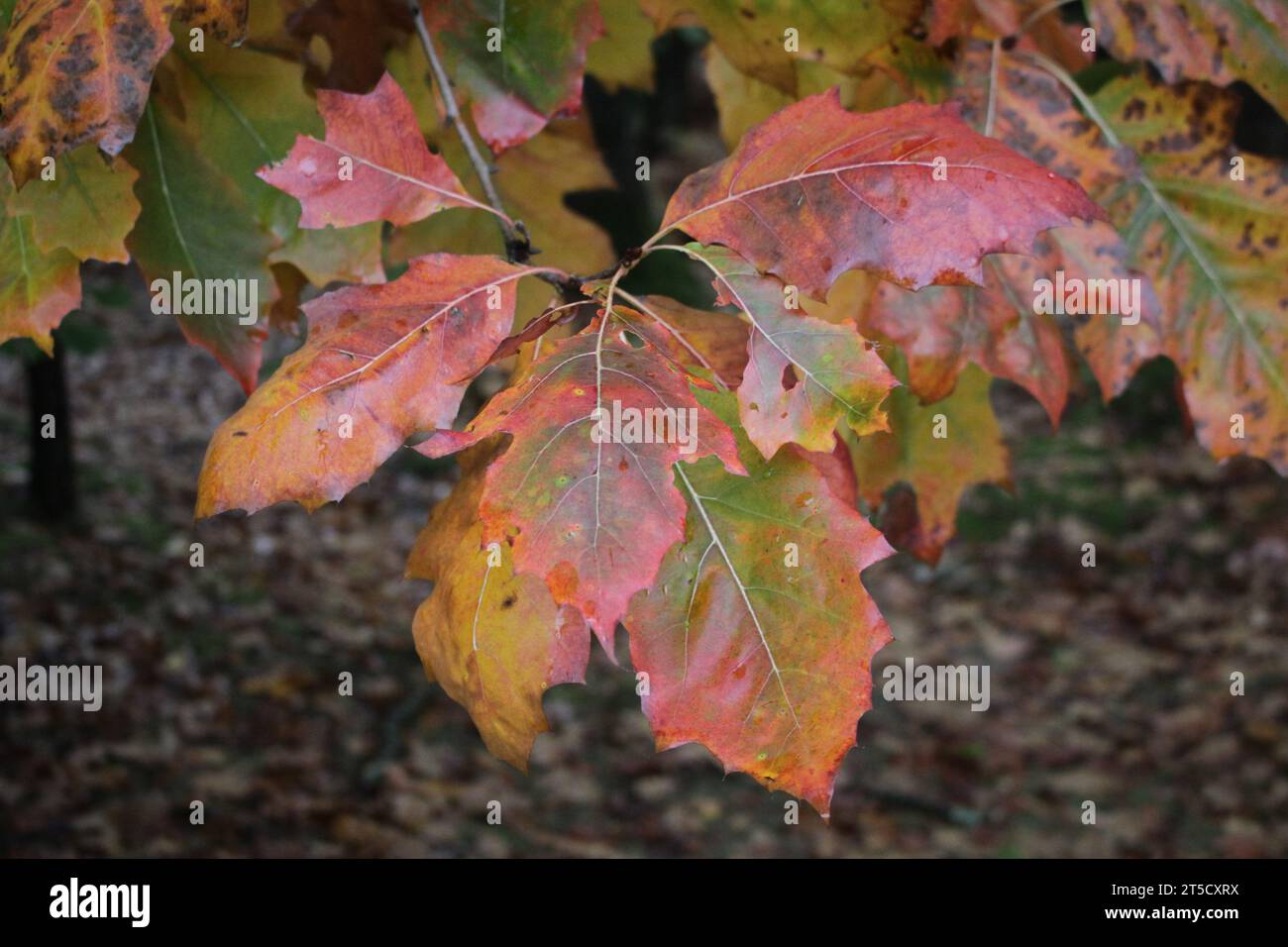 The beauty of autumn black oak leaves in Sussex Stock Photo - Alamy