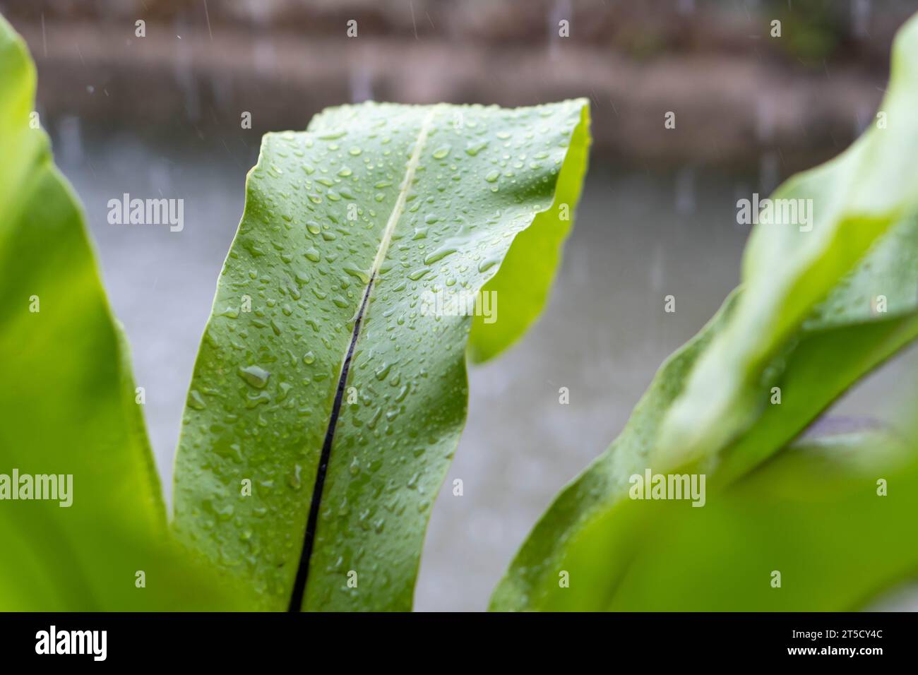 Water crystal raindrops on green leaves on the river bank in the ...