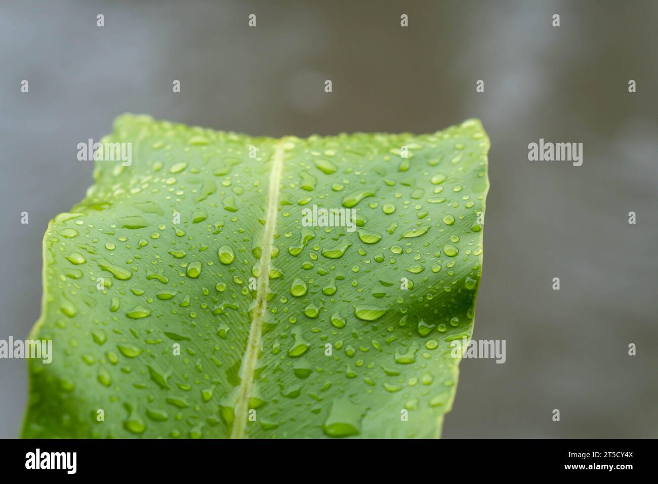 Water crystal raindrops on green leaves on the river bank in the ...