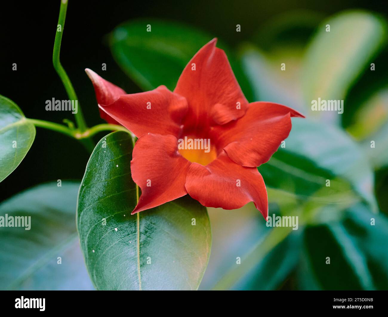 Red Brazilian jasmine, (Mandevilla sanderi Stock Photo - Alamy
