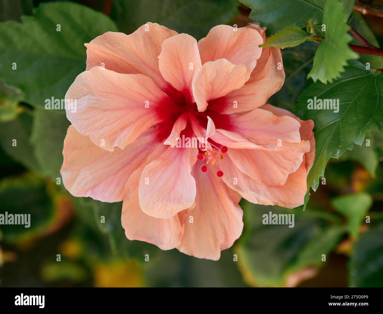 Salmon-colored hibiscus flower (Hibiscus rosa-sinensis Stock Photo - Alamy
