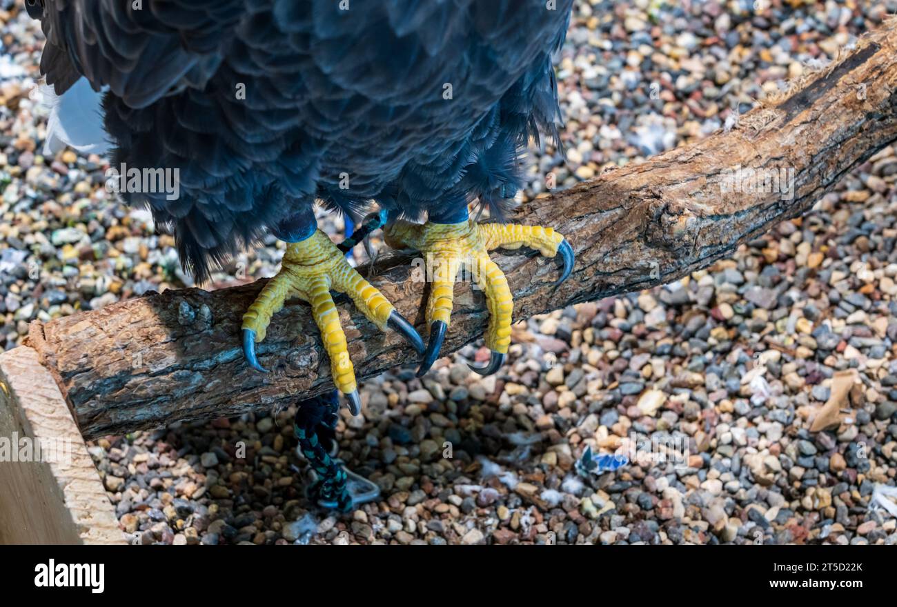 Eagle feet hi-res stock photography and images - Alamy