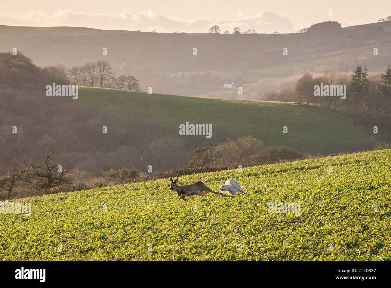 Lurcher dog hi-res stock photography and images - Alamy