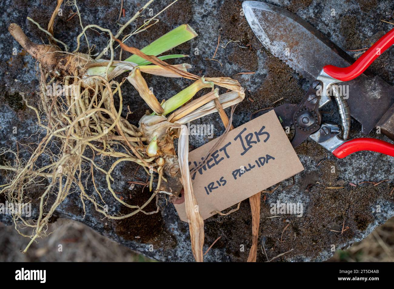 Iris Rhizome frshly divided and garden tools ready for planting Stock ...