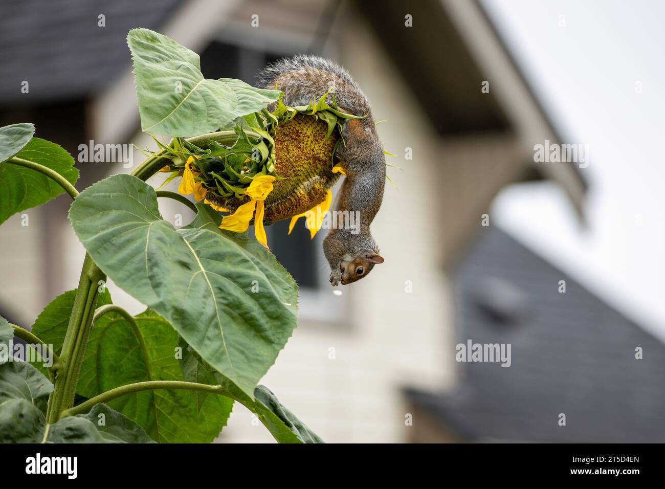 Mature squirrel hi-res stock photography and images - Alamy