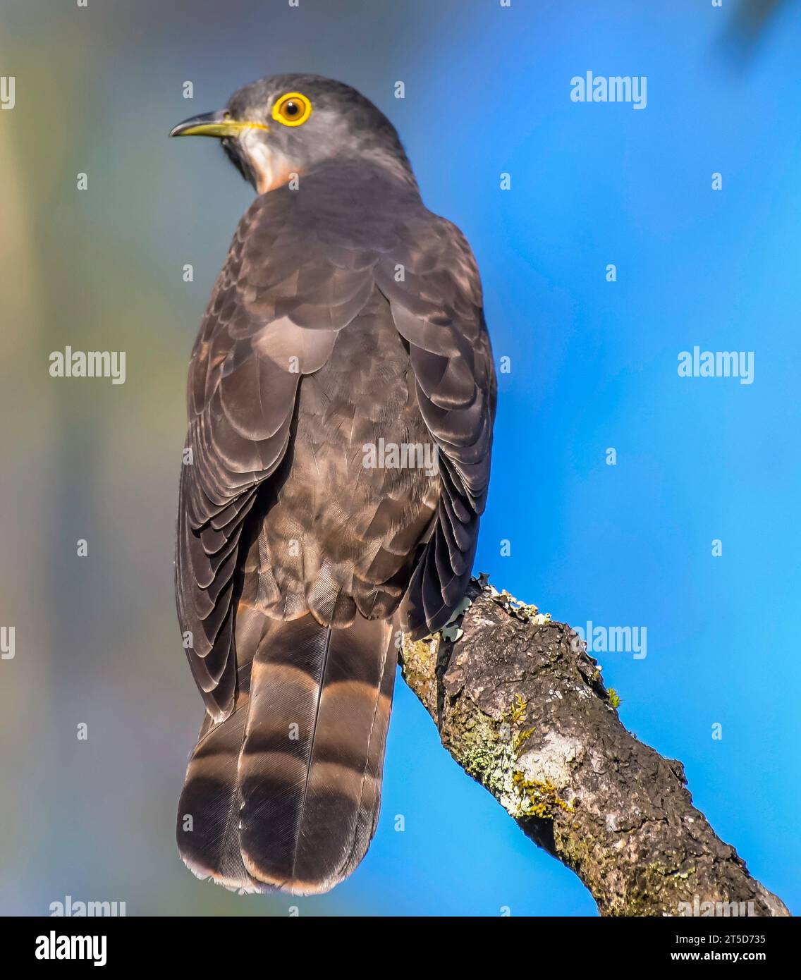 Periyar national park jeep hi-res stock photography and images - Alamy