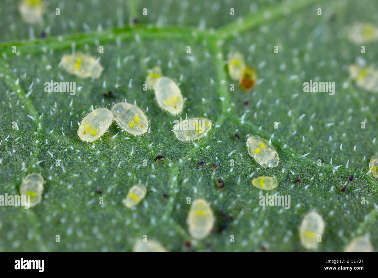 Glasshouse whitefly (Trialeurodes vaporarium) larvae on green leaf ...