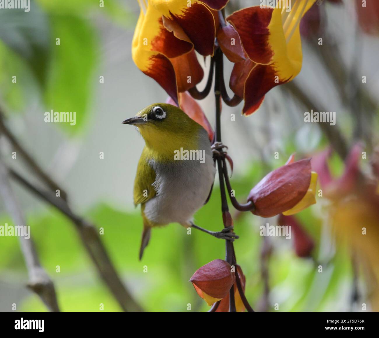 Periyar national park jeep hi-res stock photography and images - Alamy