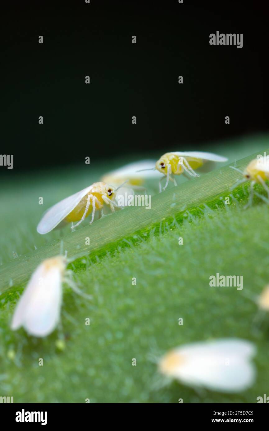Hemiptera aleyrodidae hi-res stock photography and images - Alamy