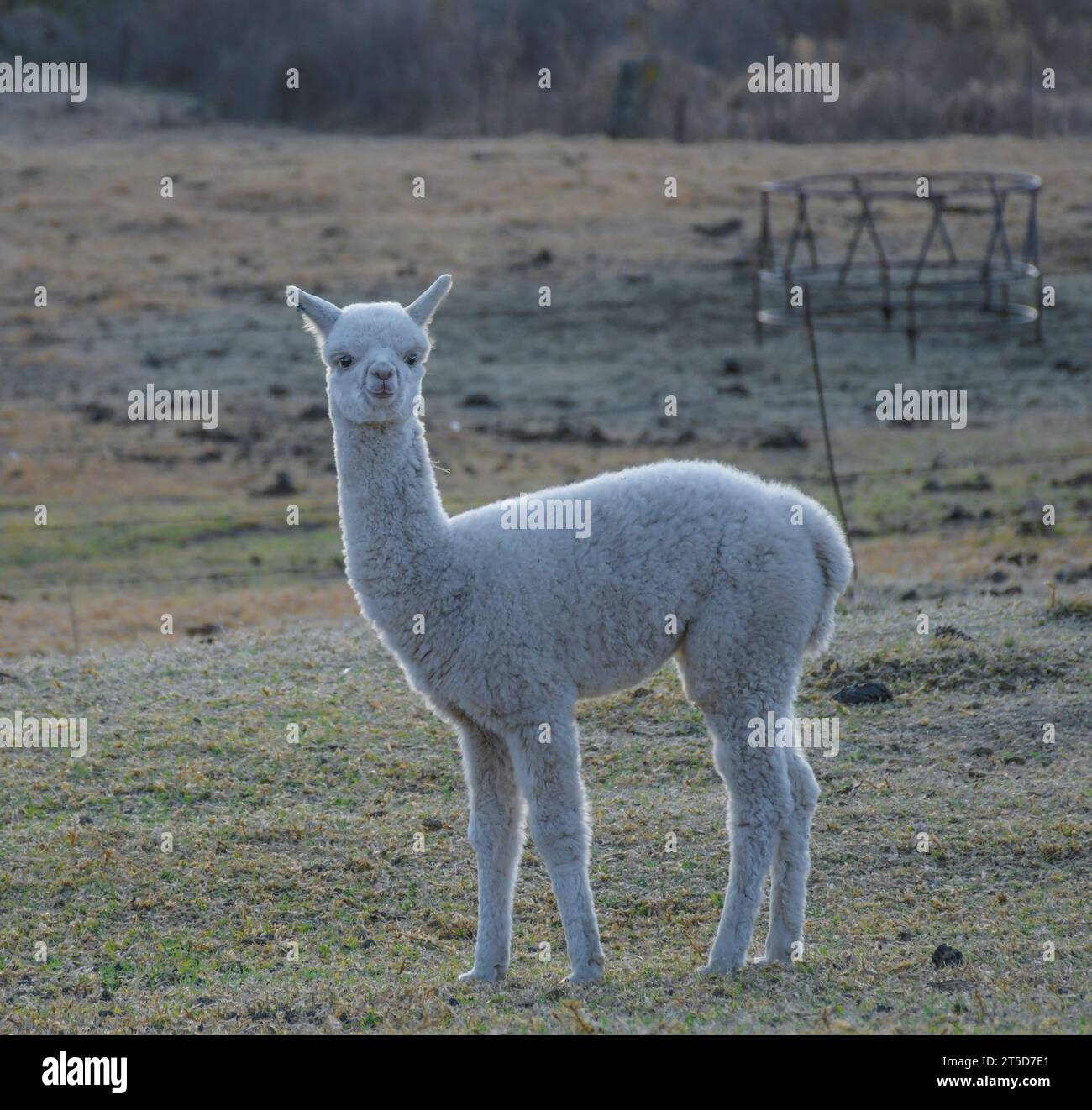 Alpaca farm animal with wool in South Africa Stock Photo - Alamy