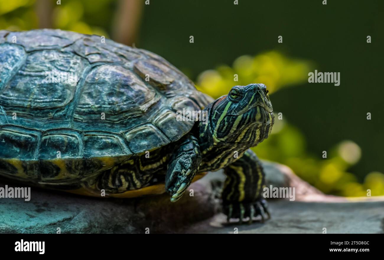 Terrapin turtle closeup in a zoo in south africa Stock Photo - Alamy
