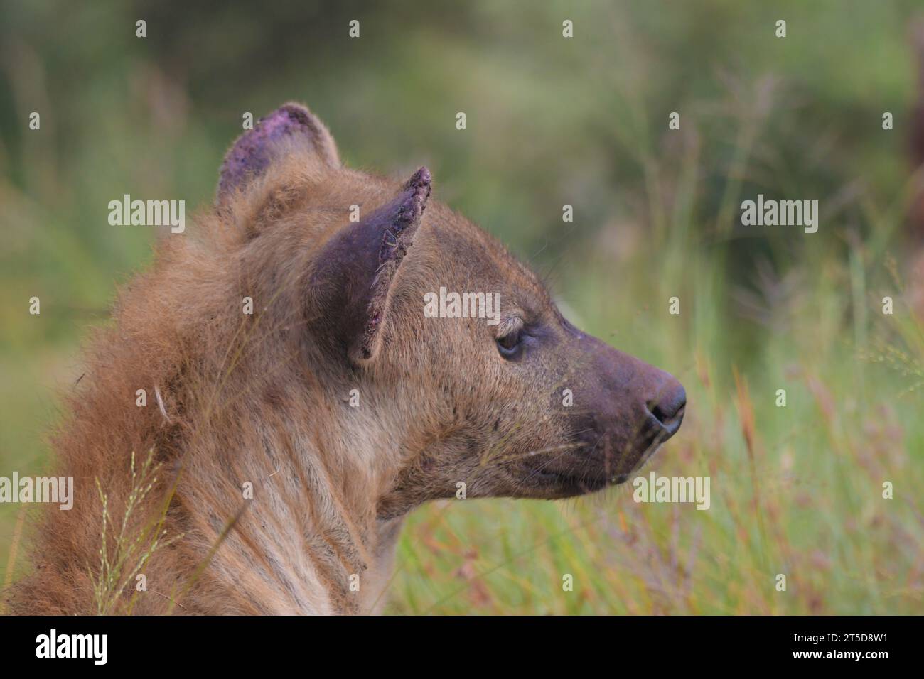 Spotted hyena side portrait in Kruger national park south africa Stock ...