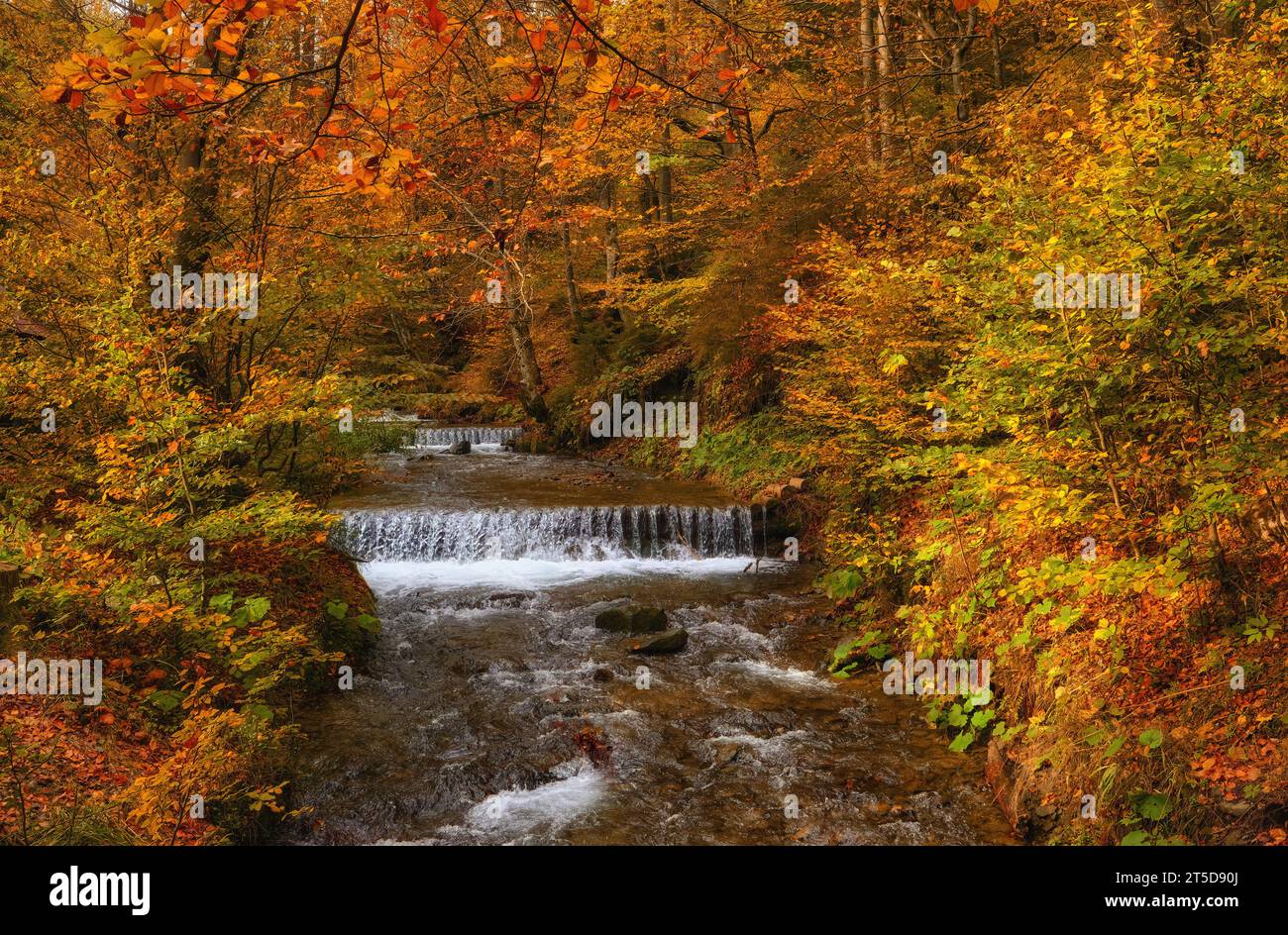 A narrow mountain river flows swiftly through a captivating autumn ...