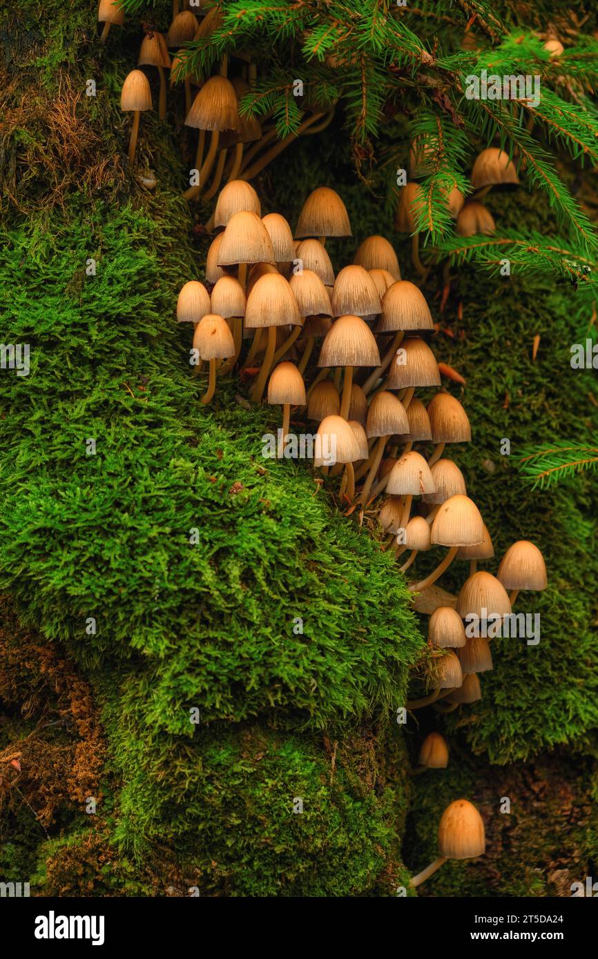 This captivating close-up photo unveils a mesmerizing sight a multitude ...