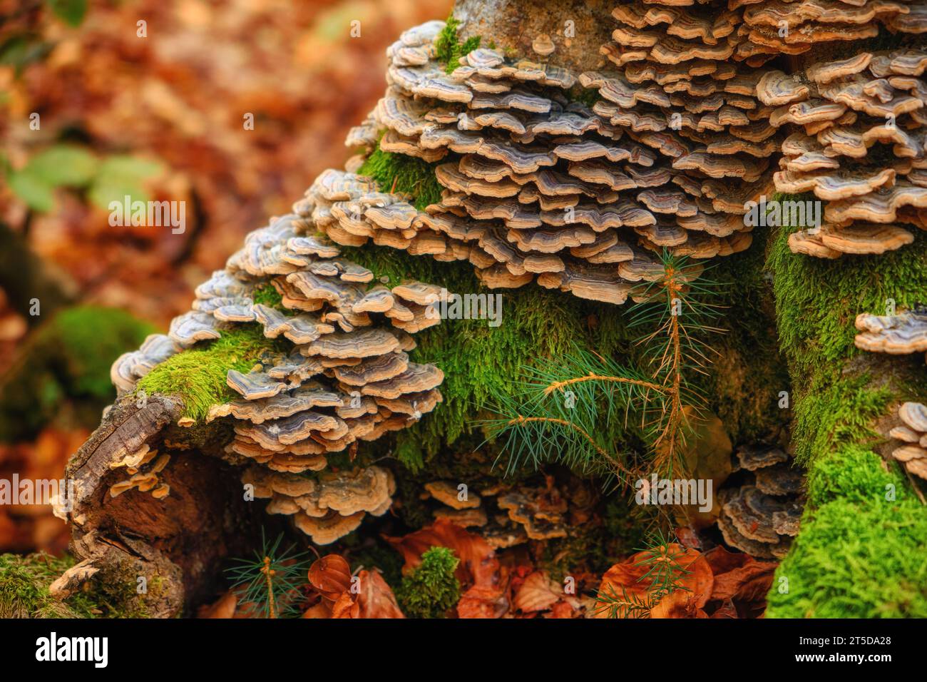 This captivating close-up photo unveils a mesmerizing sight a multitude ...