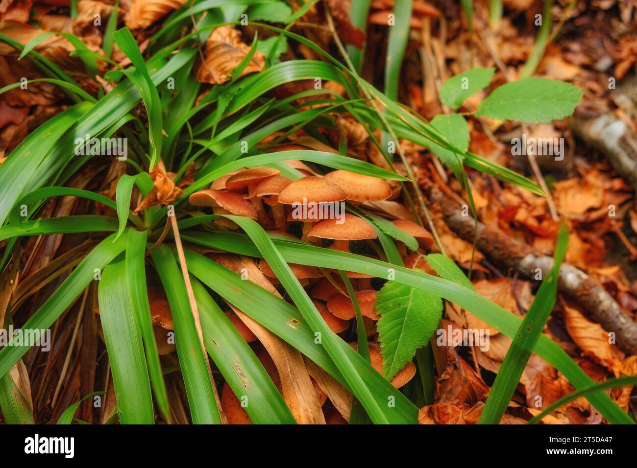 Witness nature's delicate marvel as a tiny mushroom emerges amidst the ...