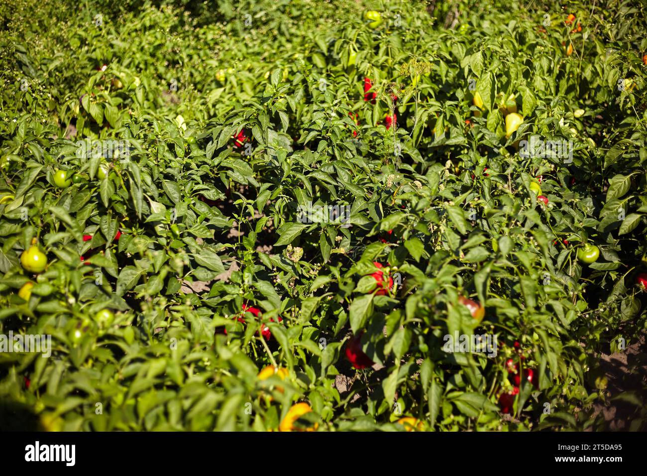 Field with pepper fruits, big harvest Stock Photo - Alamy