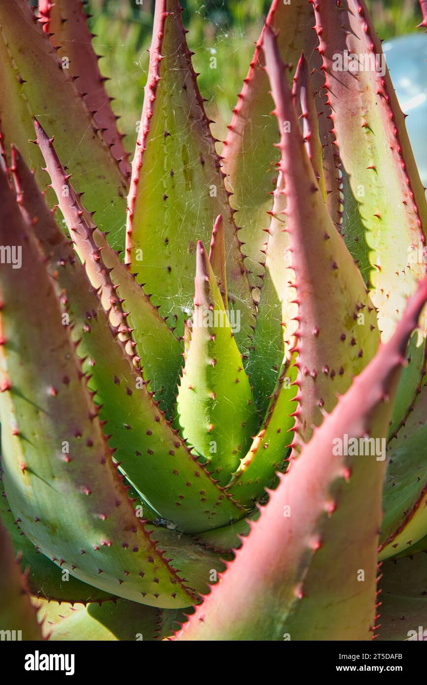 série sur les variétés de plantes grasses et cactus - series on ...