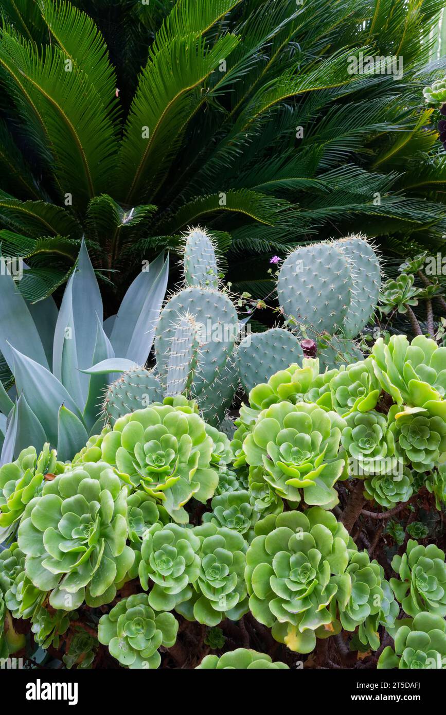 série sur les variétés de plantes grasses et cactus - series on ...