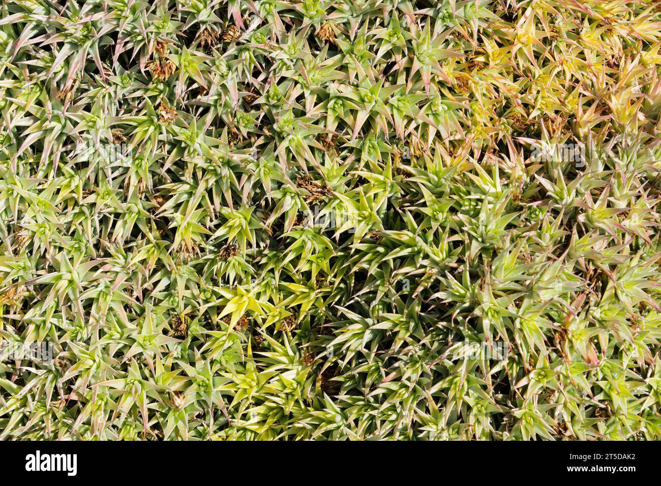 série sur les variétés de plantes grasses et cactus - series on ...