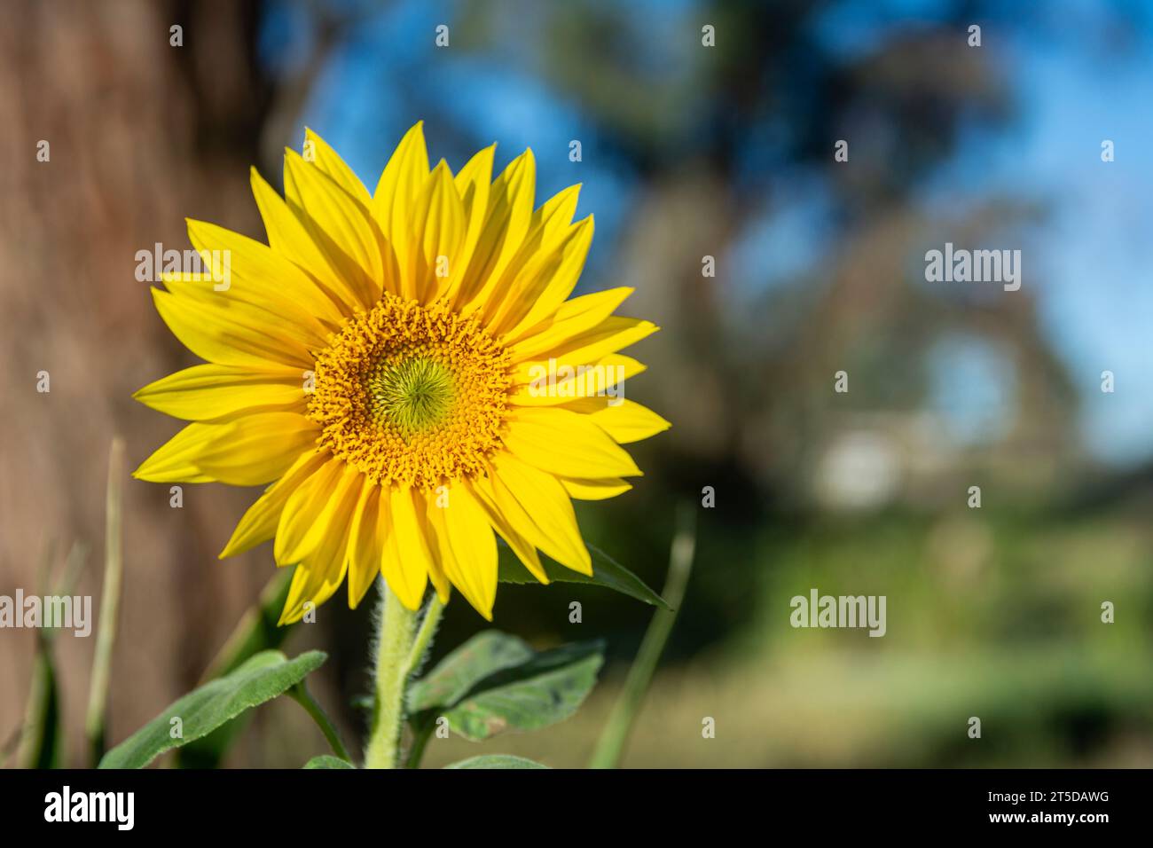Baja mexico flowers hi-res stock photography and images - Alamy
