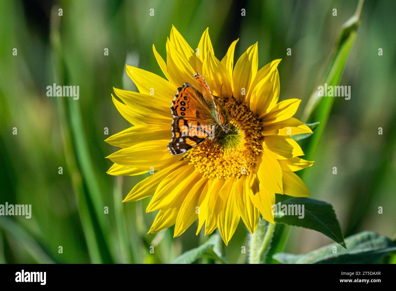 A painted lady butterfly (Vanessa cardui) lands on a California ...