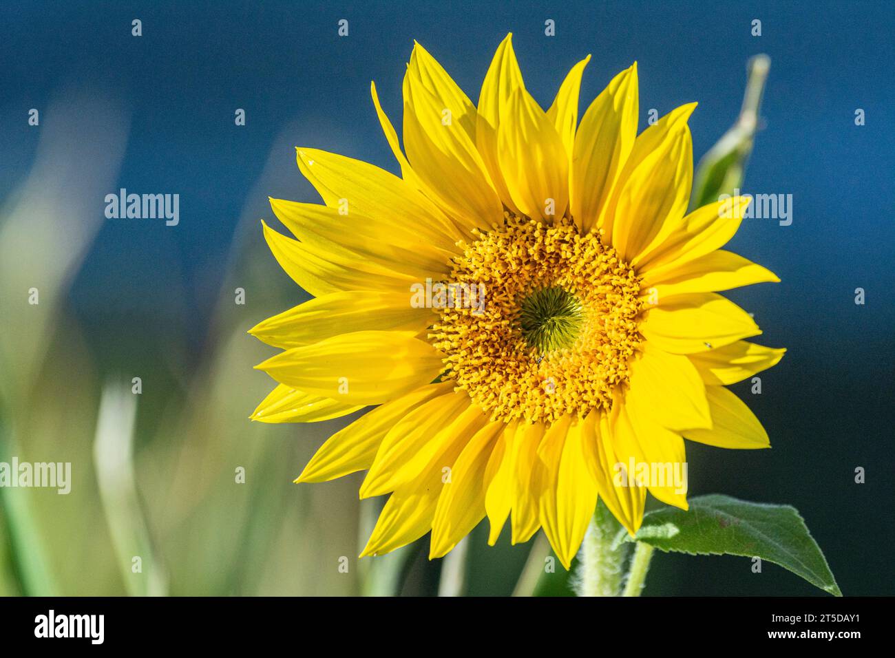 Baja mexico flowers hi-res stock photography and images - Alamy