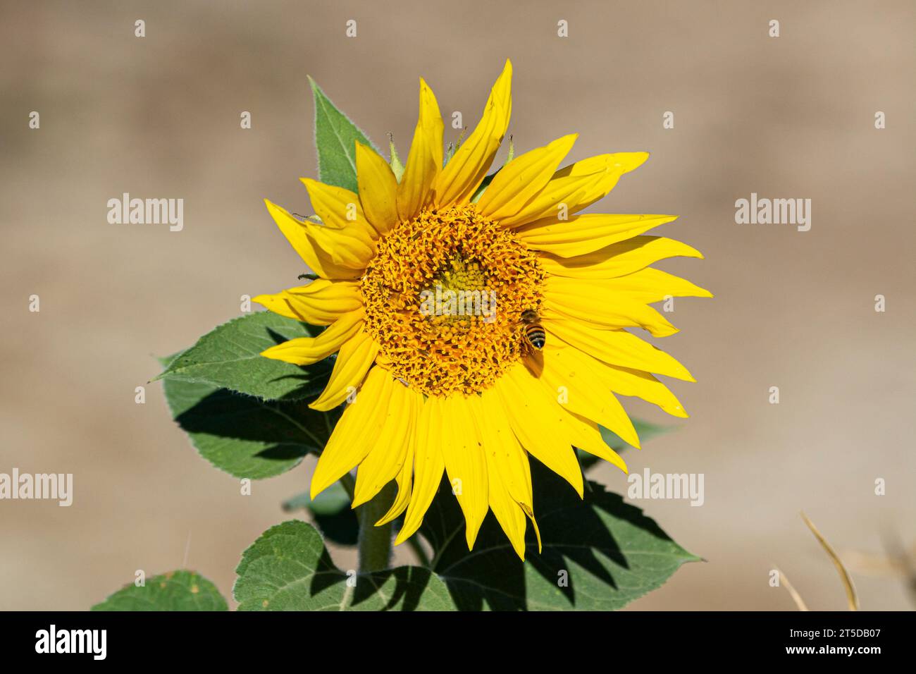 A Western honey bee (Apis mellifera) lands on a California sunflower ...