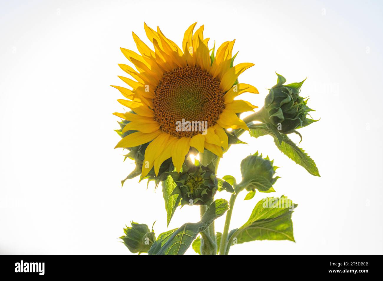 The California sunflower (Helianthus californicus), seen here in the ...
