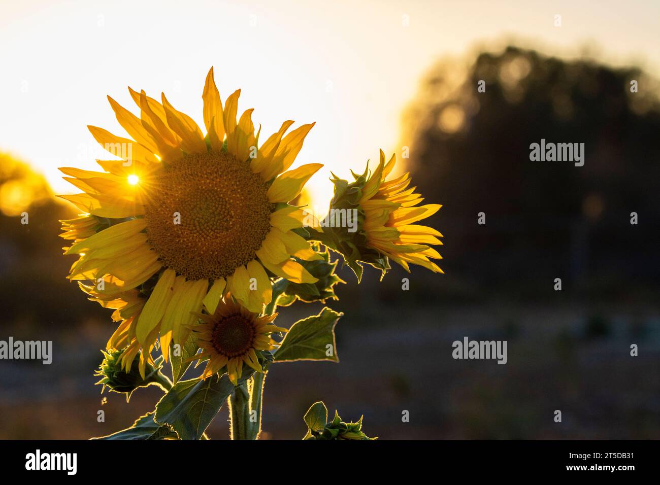 Baja mexico flowers hi-res stock photography and images - Alamy