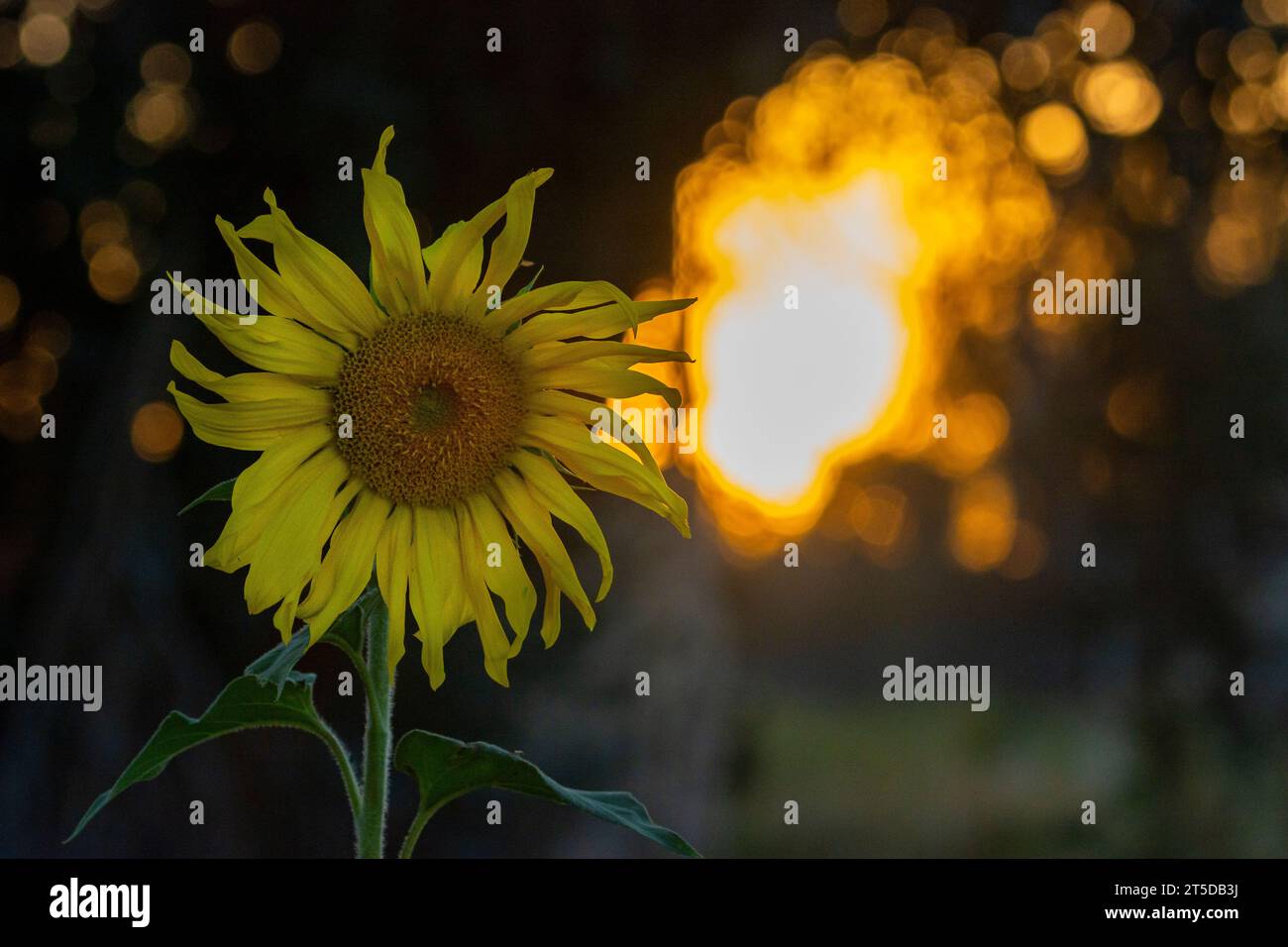 Baja mexico flowers hi-res stock photography and images - Alamy