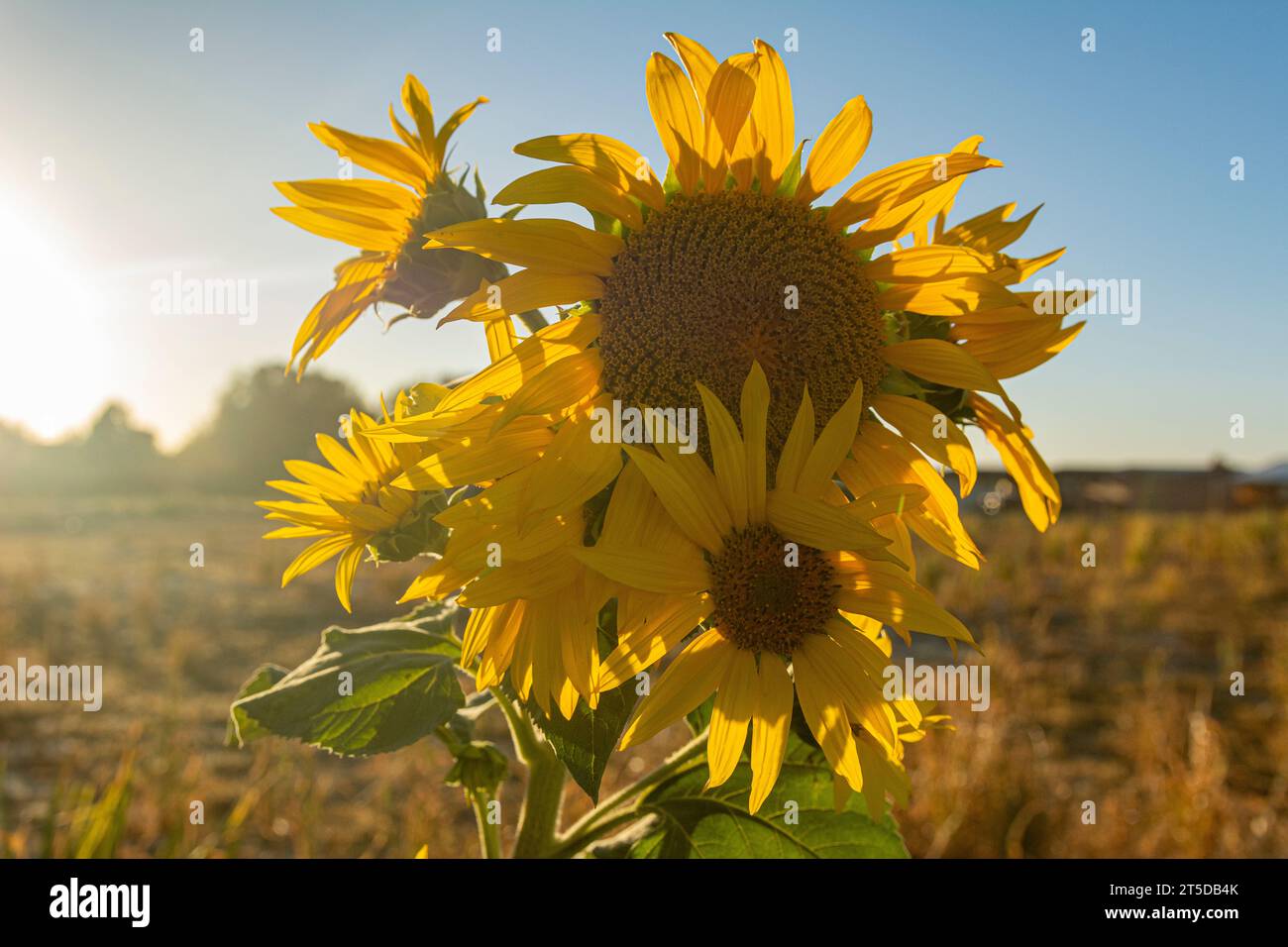 Baja mexico flowers hi-res stock photography and images - Alamy