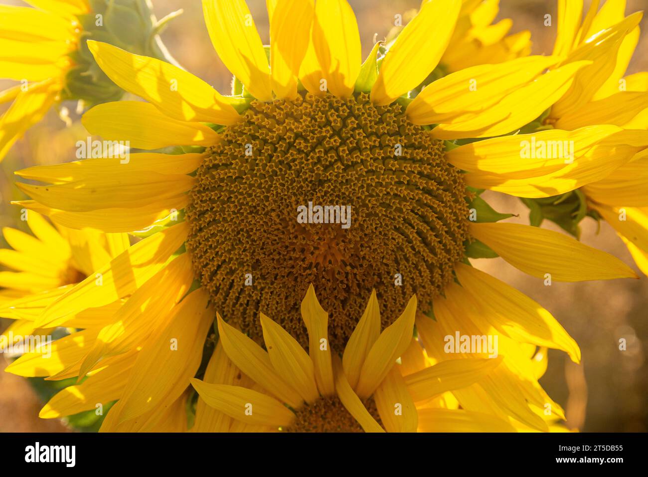 Baja mexico flowers hi-res stock photography and images - Alamy