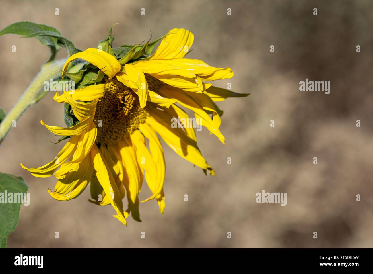 Baja mexico flowers hi-res stock photography and images - Alamy