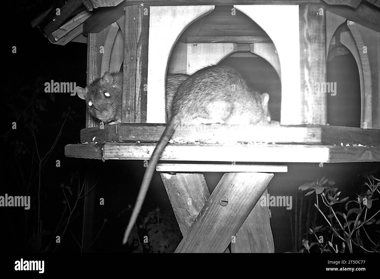 Ratten an Futteräusern Infrarotaufnahmen einer Wildkamera, die mit ...