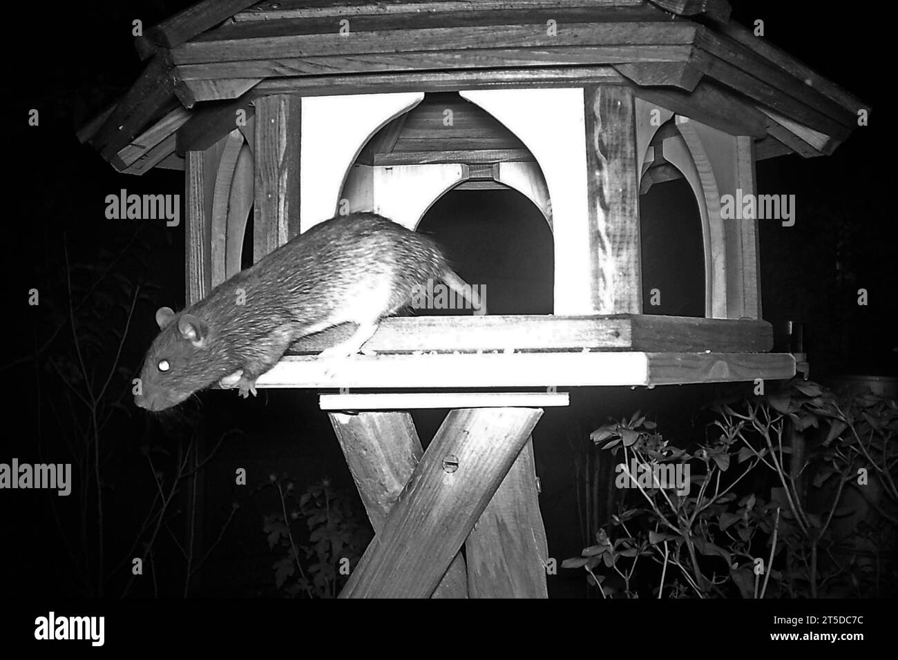 Ratten an Futteräusern Infrarotaufnahmen einer Wildkamera, die mit ...