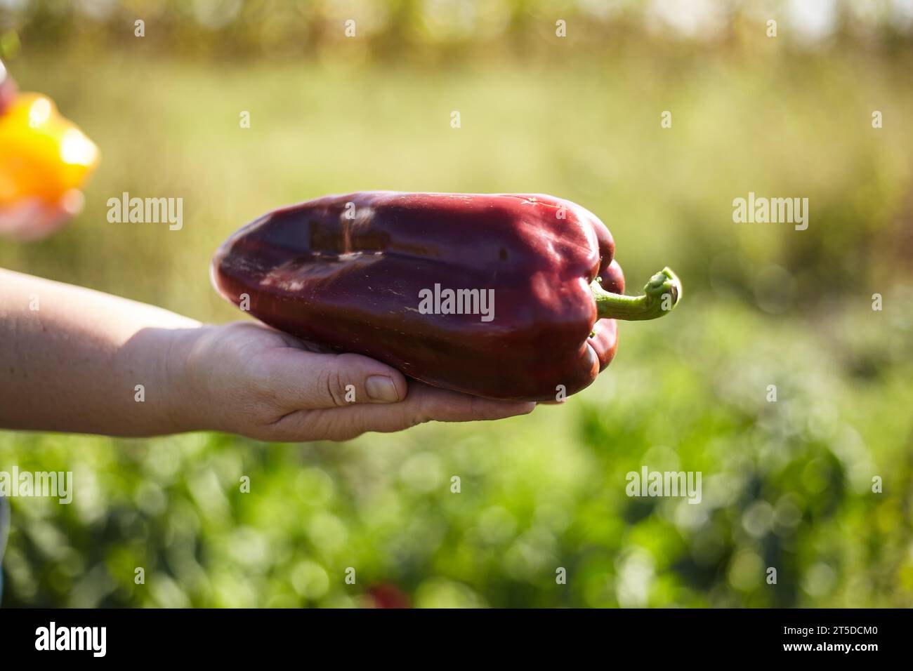 The fruit of red pepper in the hand Stock Photo - Alamy