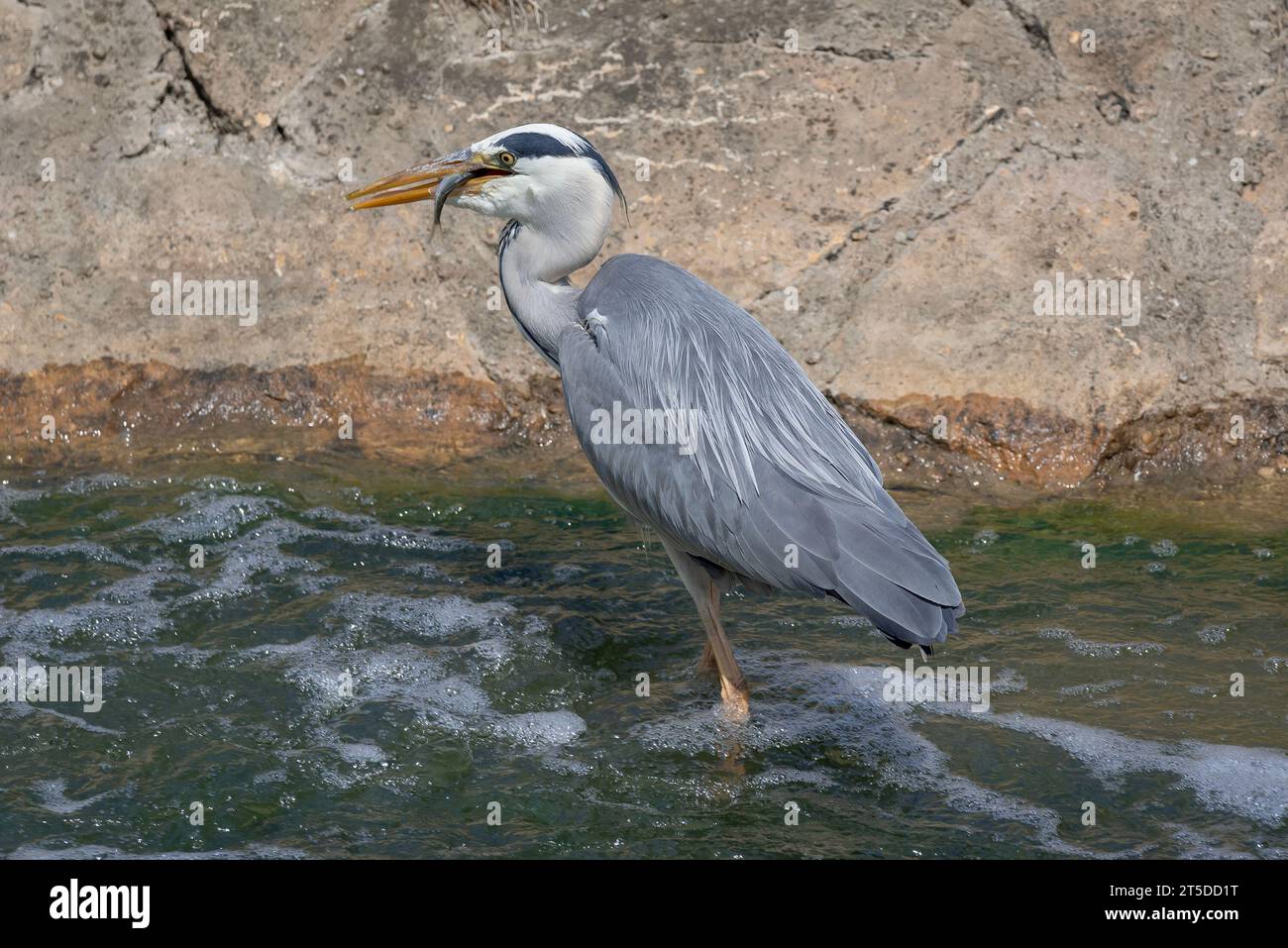 Grey heron eating a fish sitting on the a river Stock Photo - Alamy