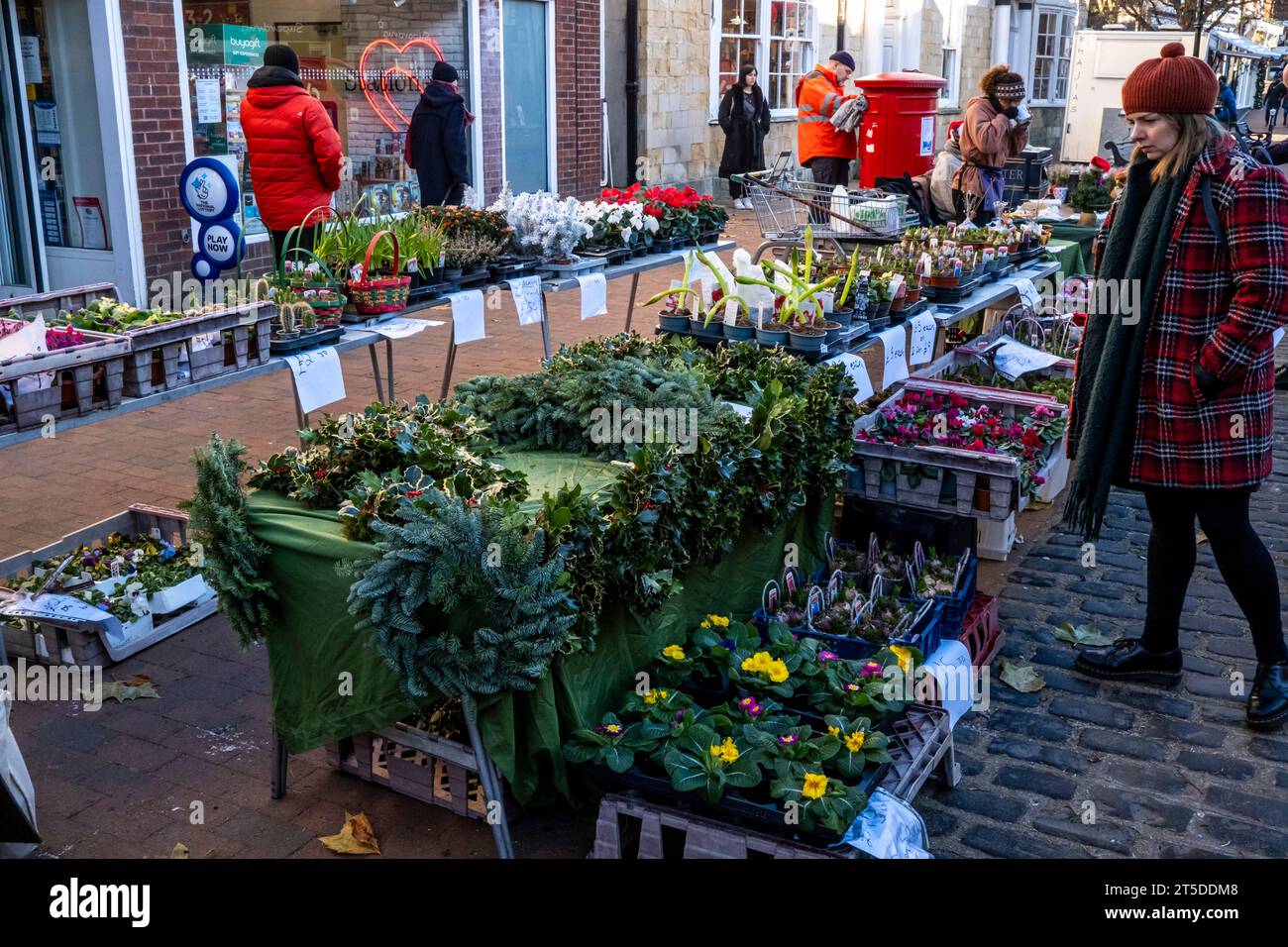 A Stall Selling Traditional Christmas Plants, High Street, Lewes, East ...