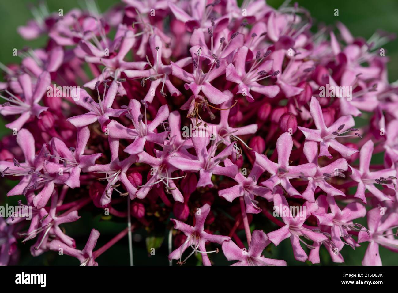 Close up of Mexican hydrangea (clerodendrum bungei) flowers in bloom ...