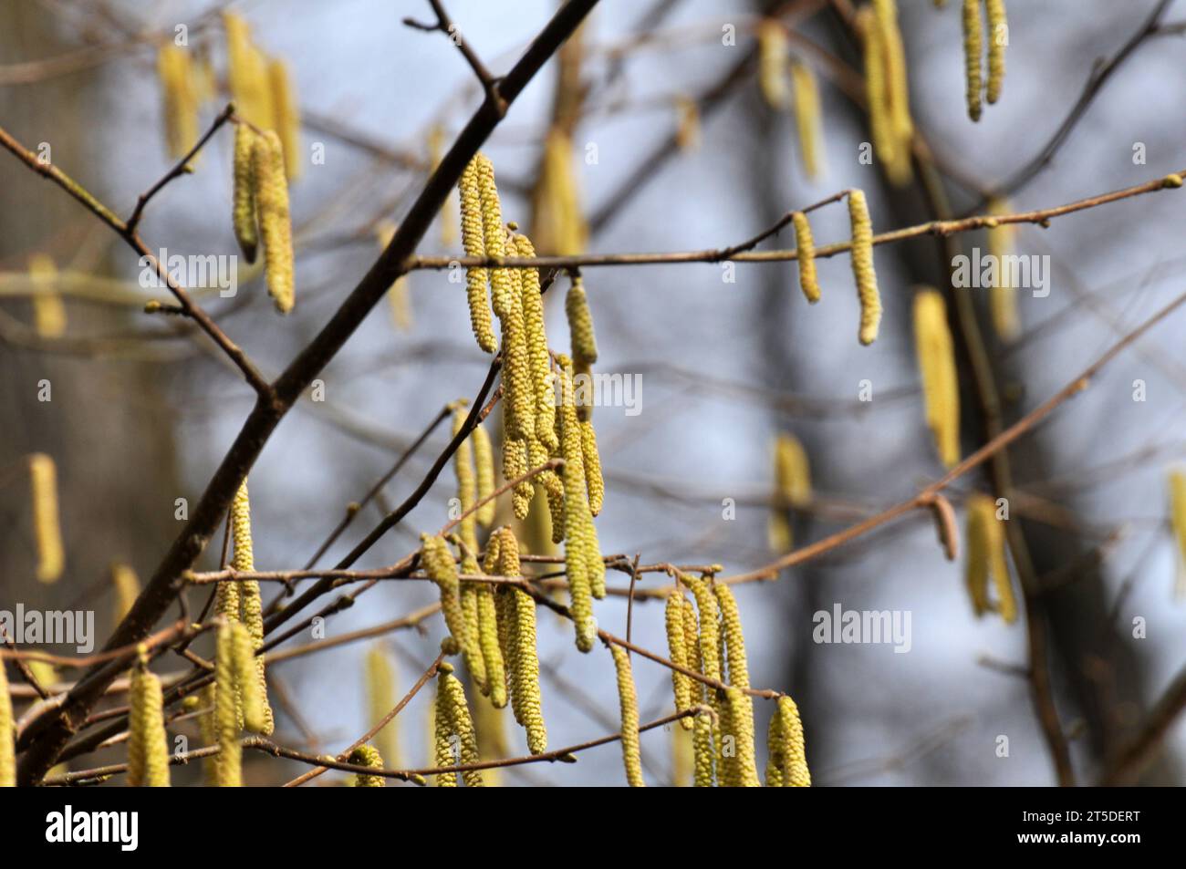 Common hazel (Corylus avellana) in the spring blooms in the forest ...