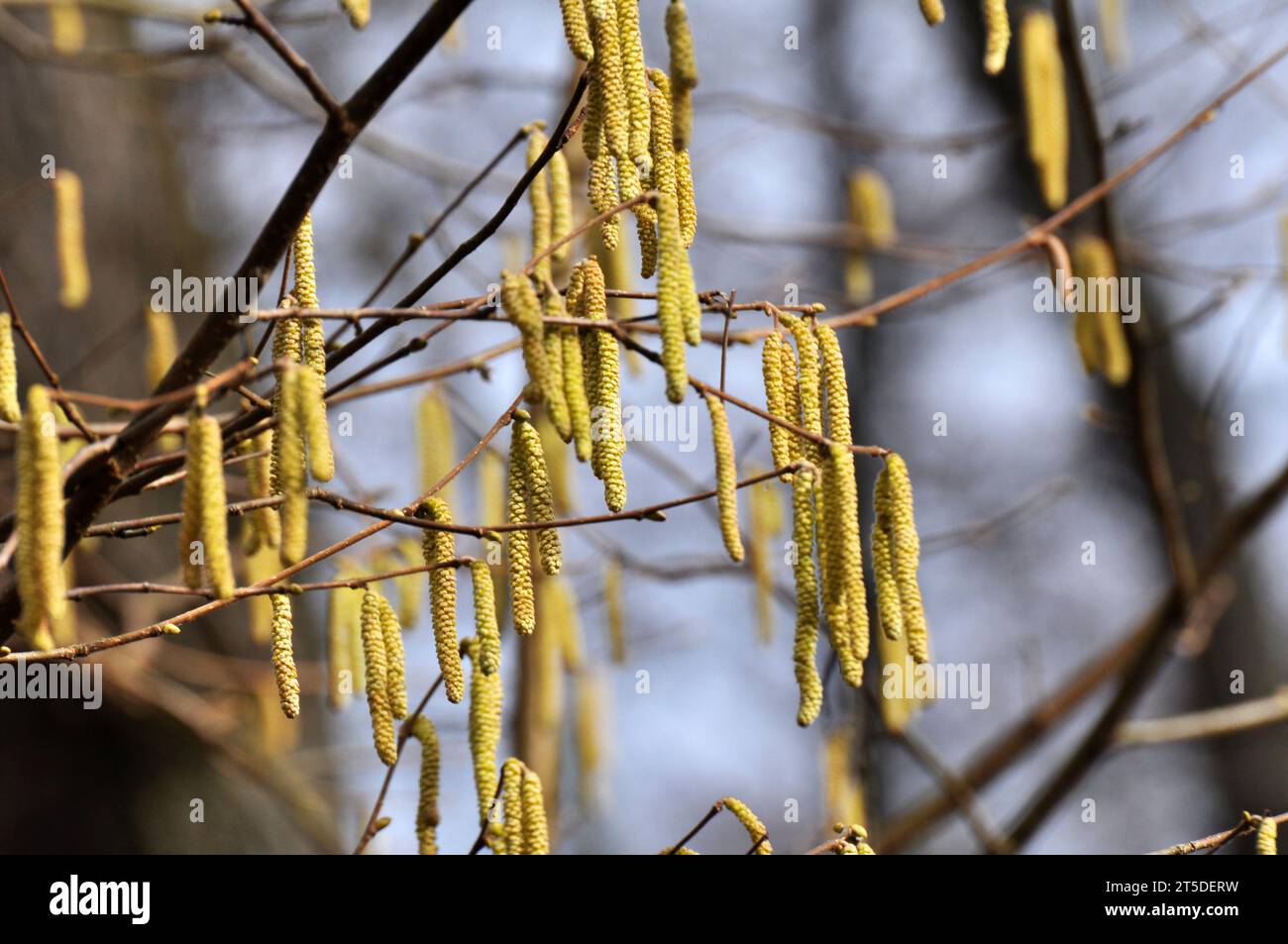 Common hazel (Corylus avellana) in the spring blooms in the forest ...
