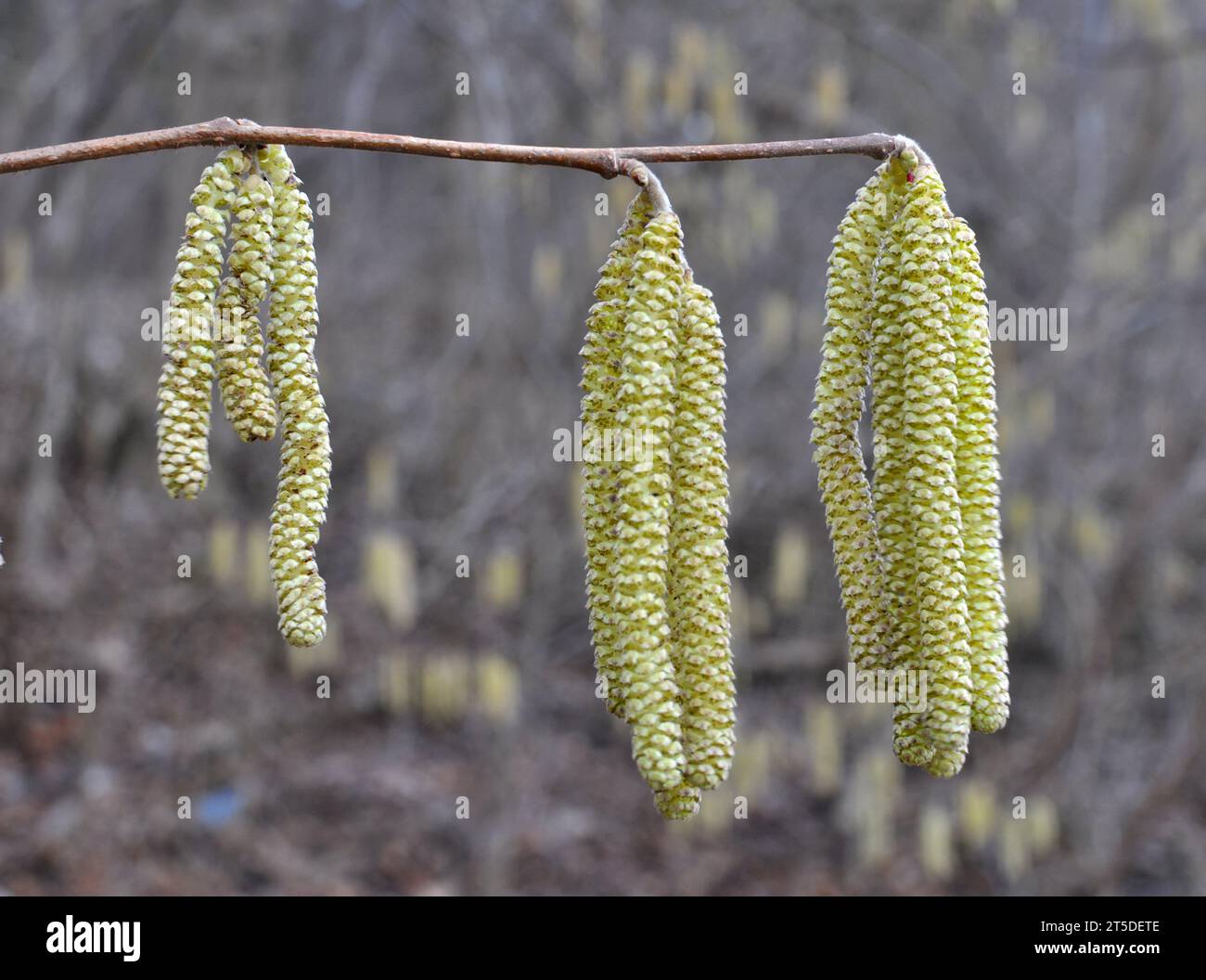Common hazel (Corylus avellana) in the spring blooms in the forest ...