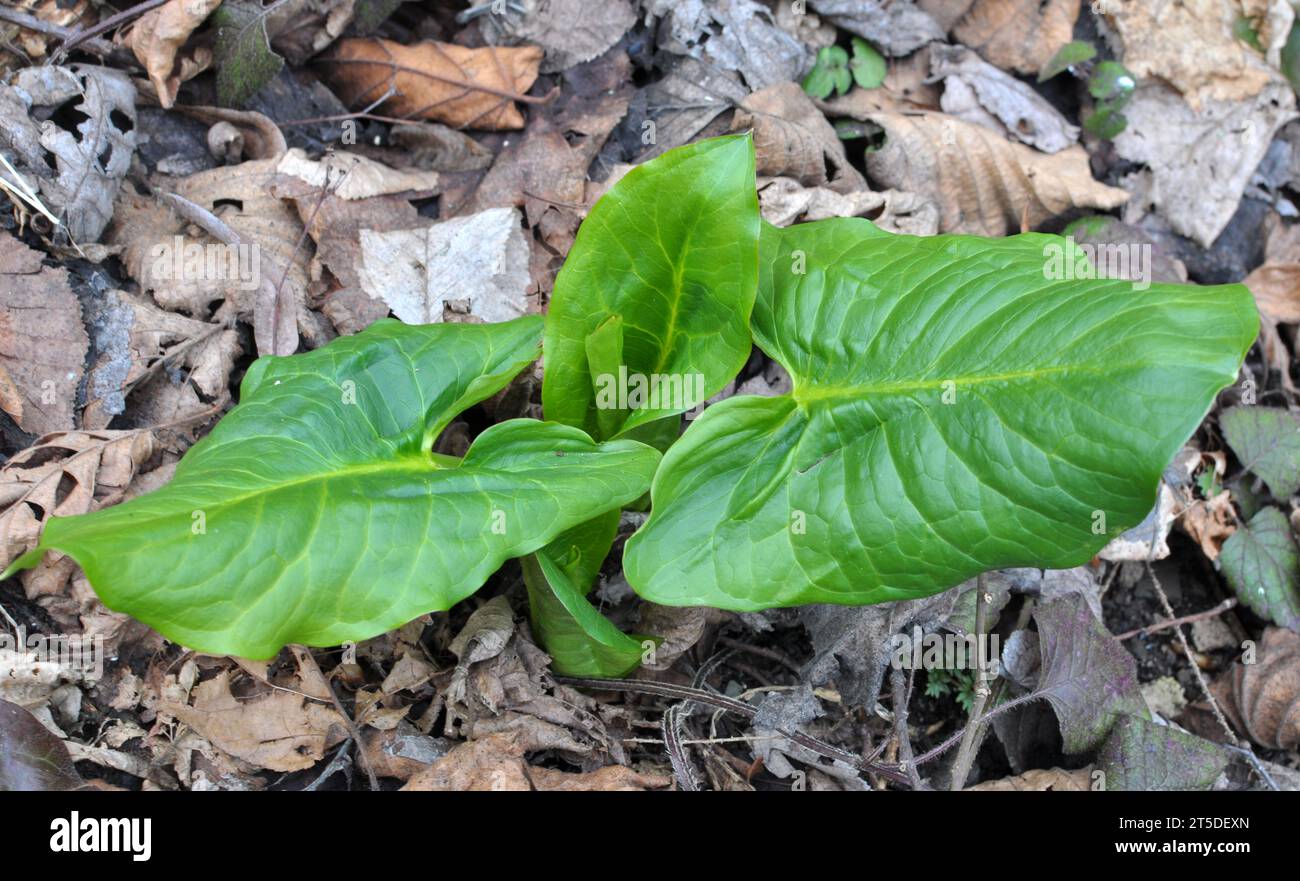 Arum (Arum besserianum) grows in the forest in early spring Stock Photo ...