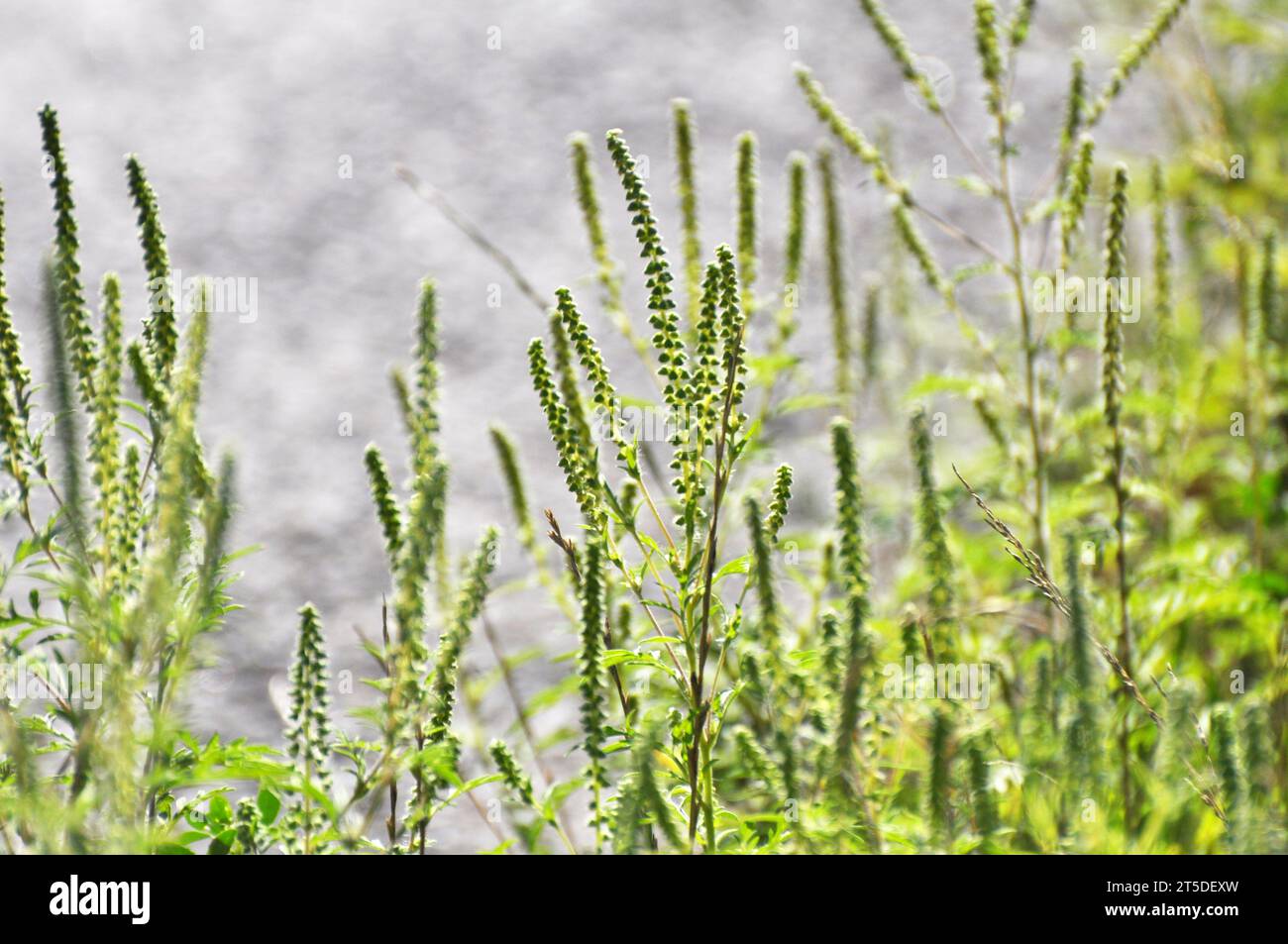 In summer, ragweed (Ambrosia artemisiifolia) grows in the wild Stock ...