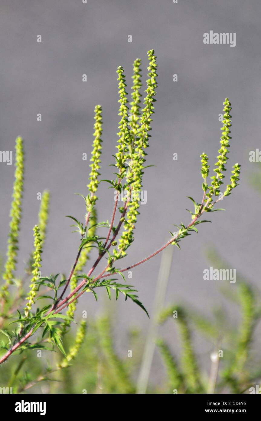 In summer, ragweed (Ambrosia artemisiifolia) grows in the wild Stock ...