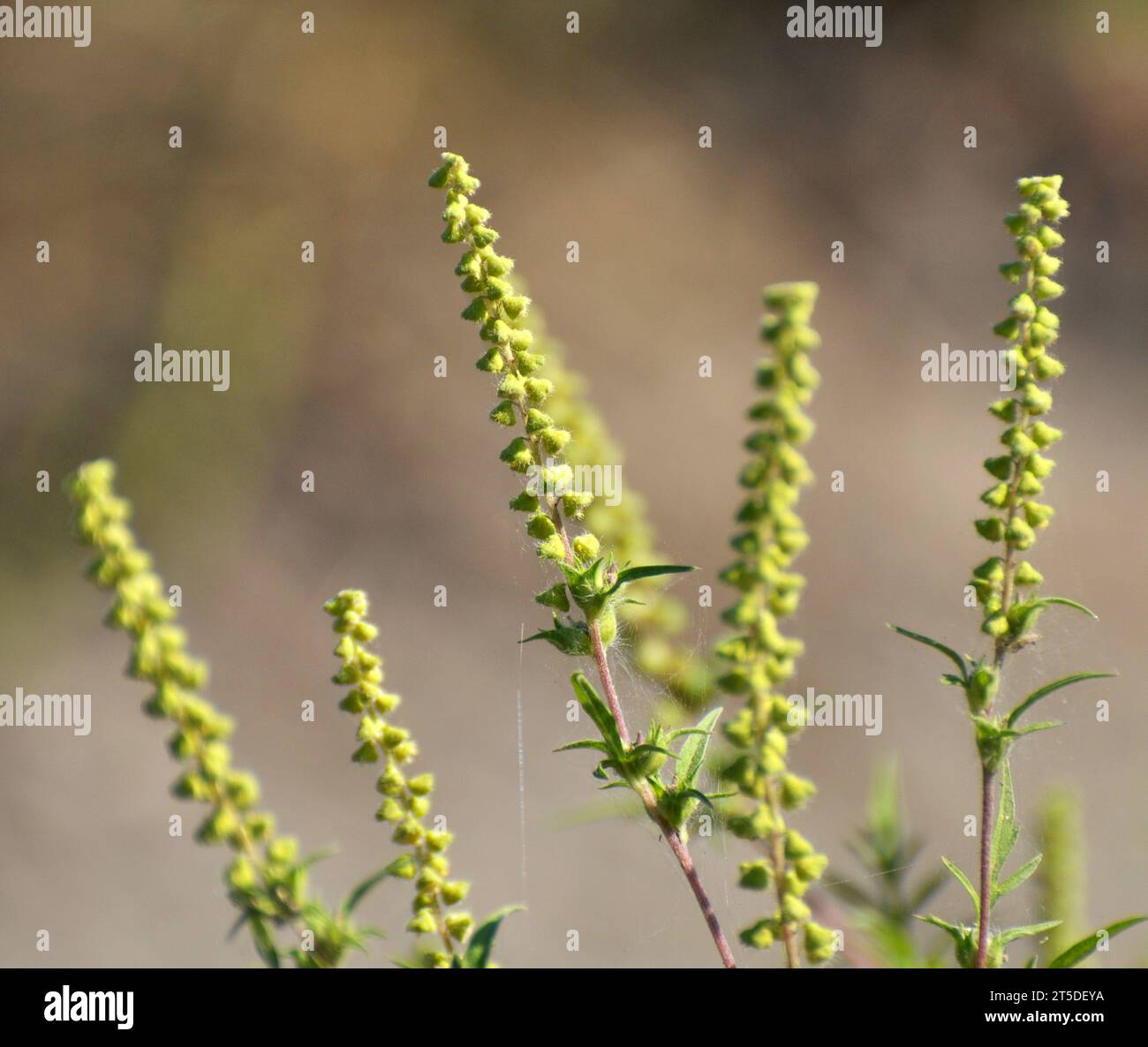 In summer, ragweed (Ambrosia artemisiifolia) grows in the wild Stock ...