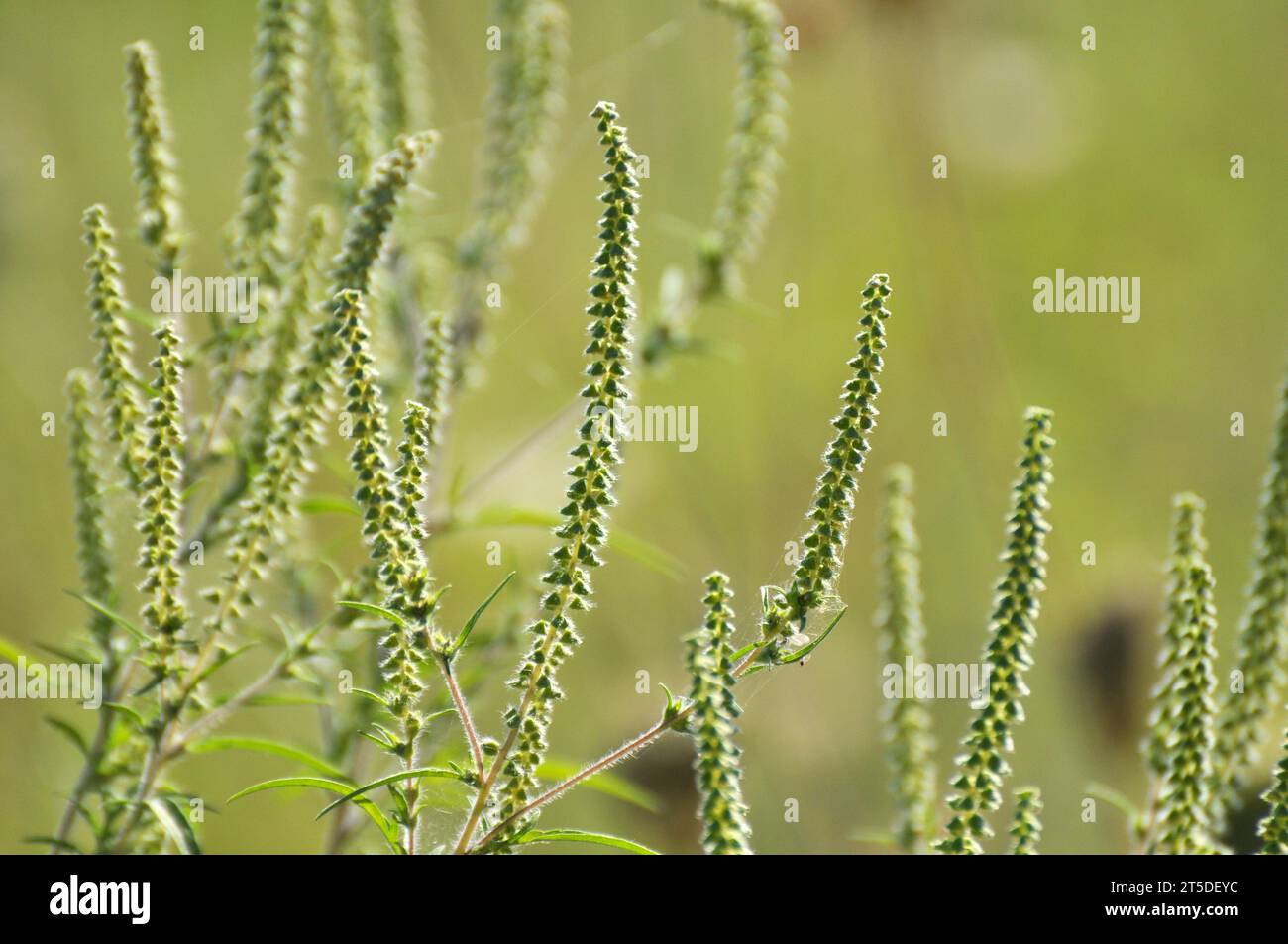 In summer, ragweed (Ambrosia artemisiifolia) grows in the wild Stock ...